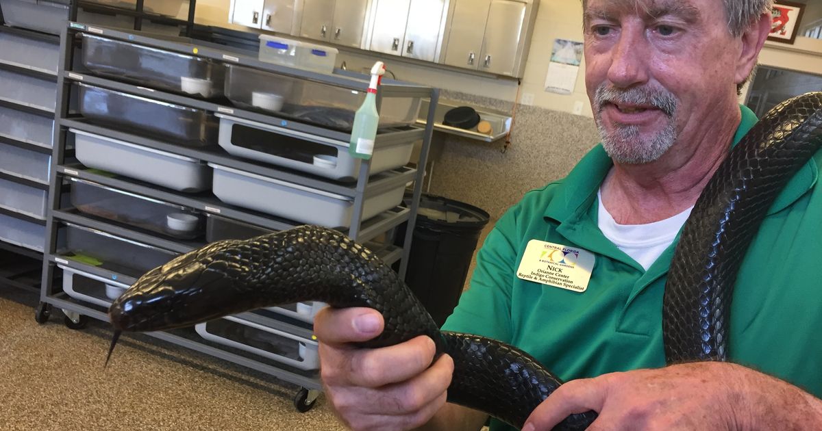 Man goes from alligator wrestler to reptile scientist | The Seattle Times
