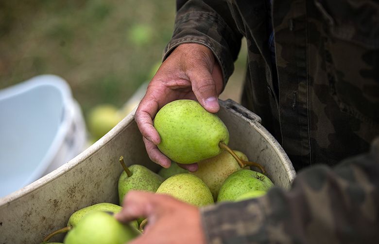 Yakima Valley’s crop of pears almost beyond compare: Things everyone ...