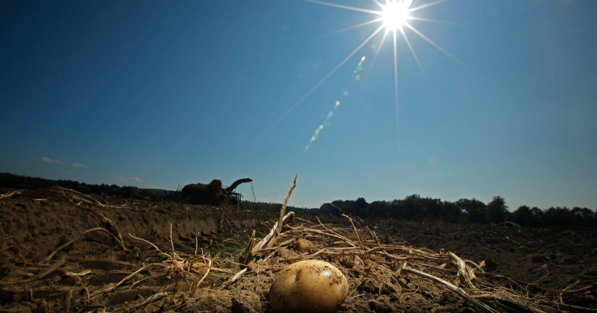 Maine potato harvest back on after record-breaking heat | The Seattle Times