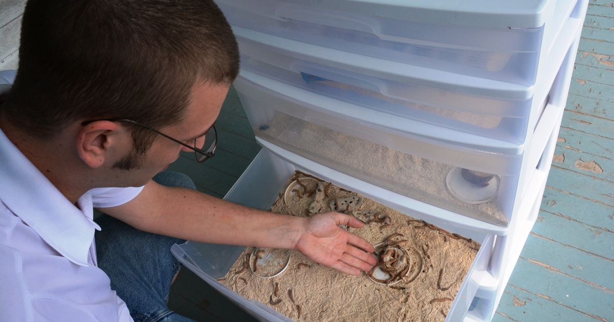 Need roaches, worms? Nebraska company offers delivery | The Seattle Times