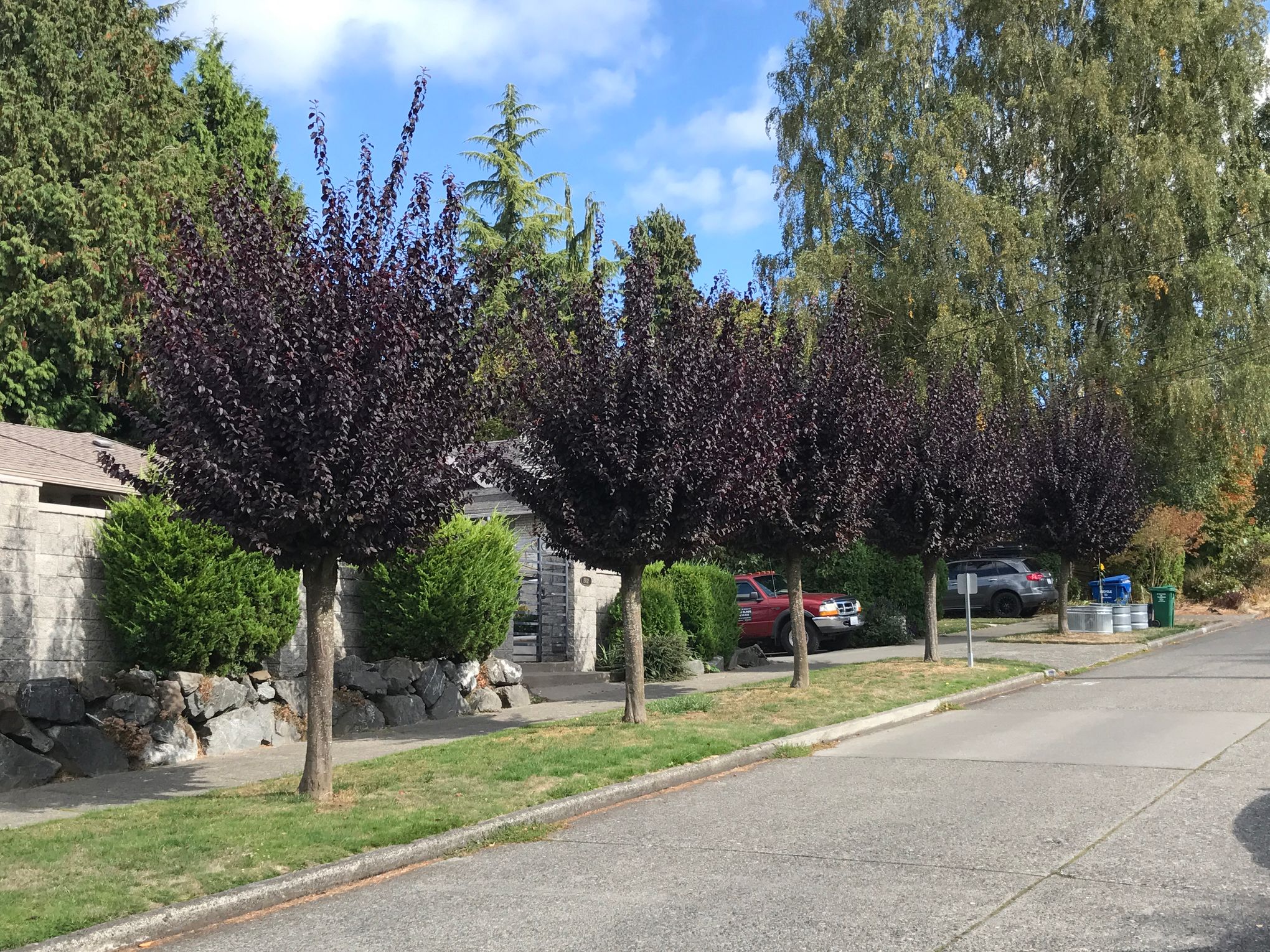 Ornamental Street Trees