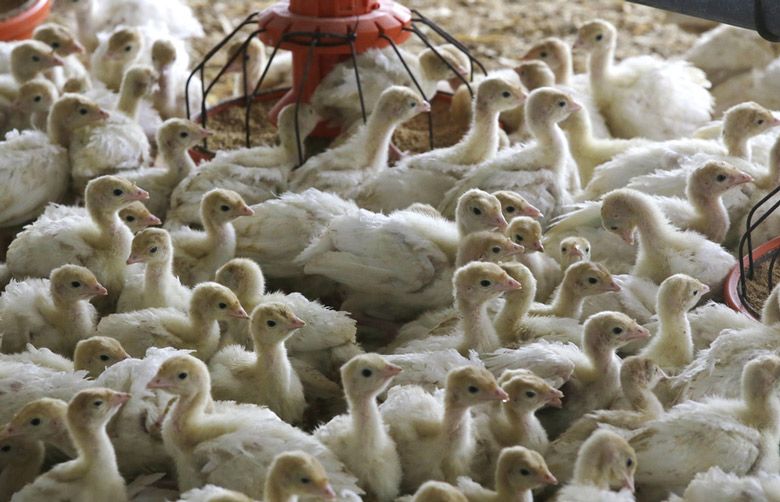 Just in time for Thanksgiving dinner: traceable turkeys | The Seattle Times