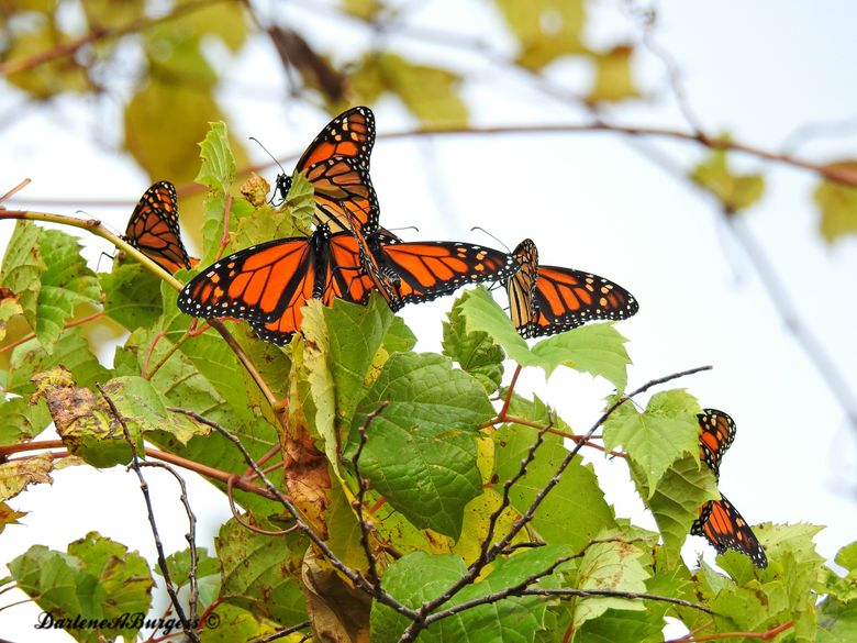 Monarch Butterfly Cluster