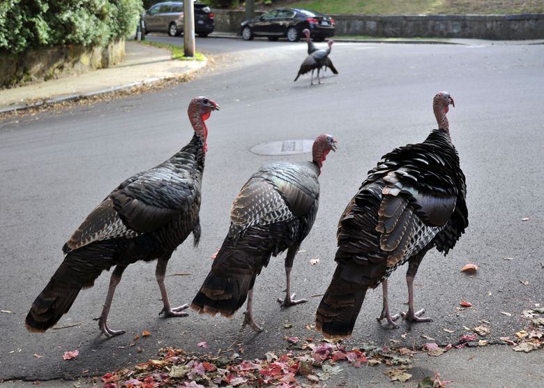 Big Real Wild Turkey