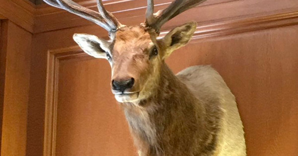 Supreme Court’s newest justice has an elk as an office mate | The ...