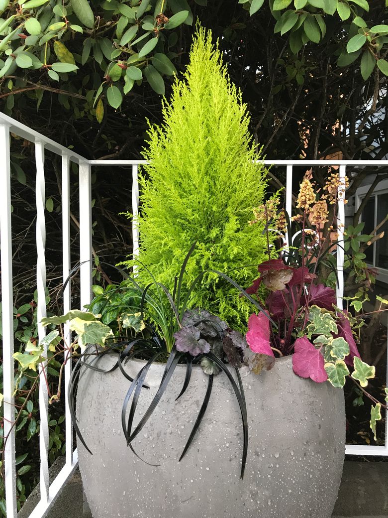 Container Gardening Pnw | Fasci Garden