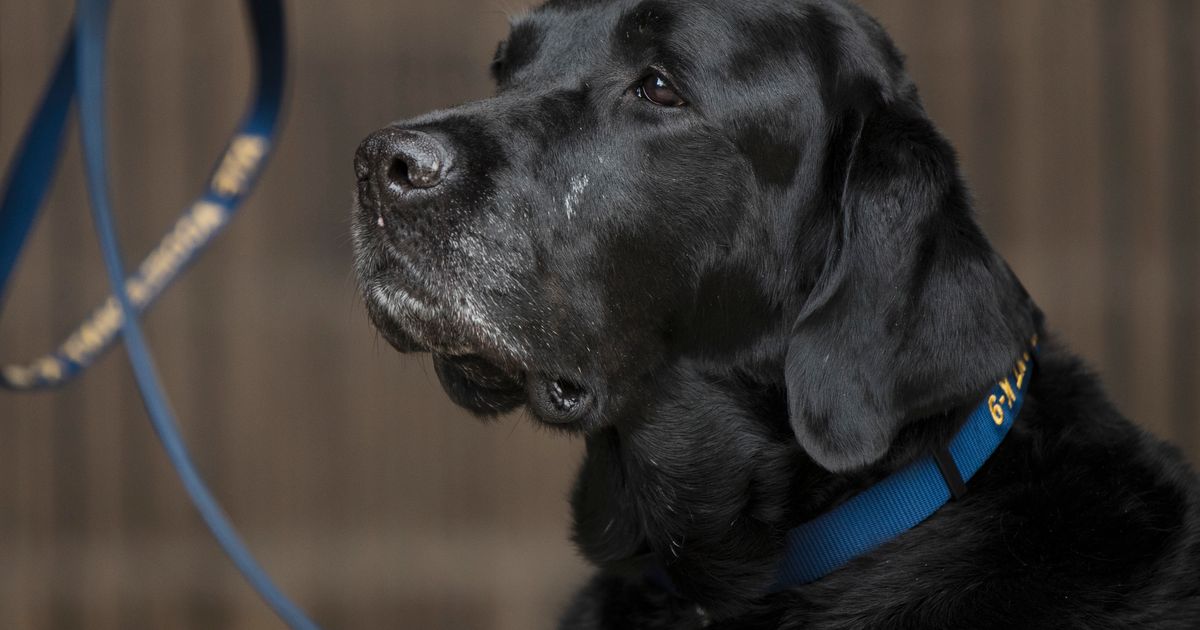 Philadelphia Fire Department arson dog is retiring | The Seattle Times