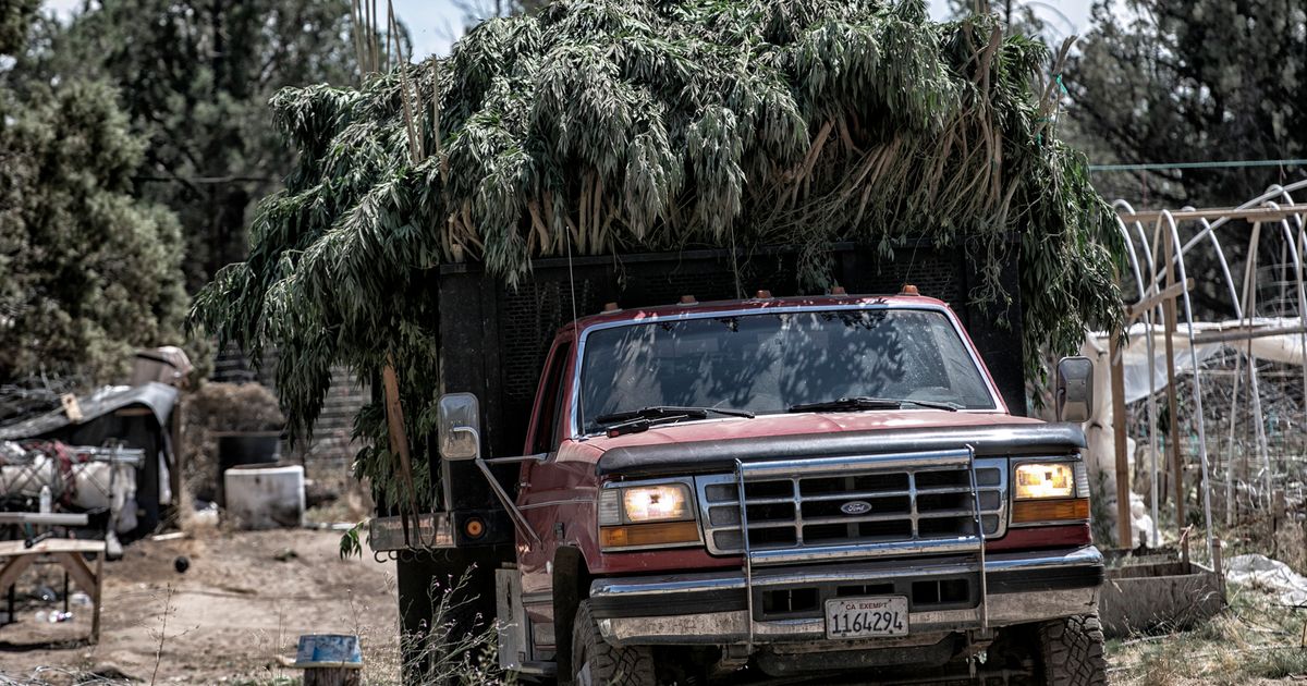 Hmong marijuana growers in California fight attempts to shut them down ...