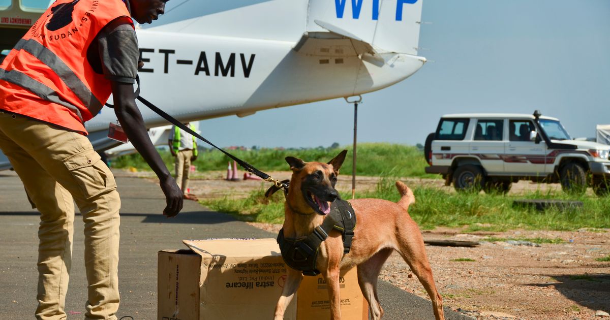 In South Sudan, just 2 dogs patrol for wildlife trafficking | The ...