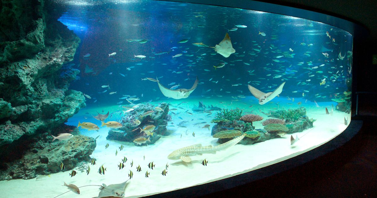 Hundreds of fish die at Tokyo aquarium due to lack of oxygen | The ...