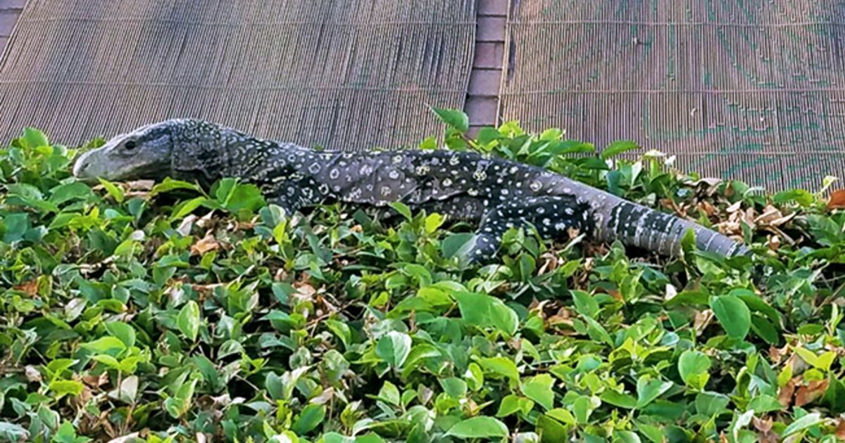 4-foot-long lizard found in Southern California backyard | The Seattle ...