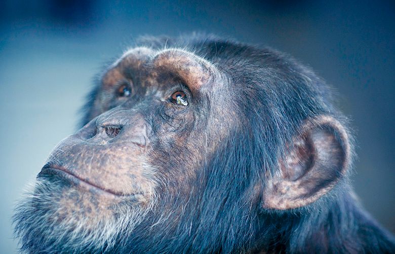 Lab chimps slowly moving into sanctuaries | The Seattle Times