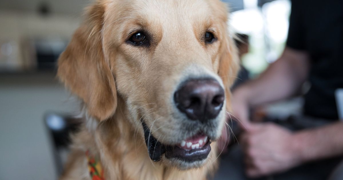 Nebraska dogs provide comfort after tragedies | The Seattle Times