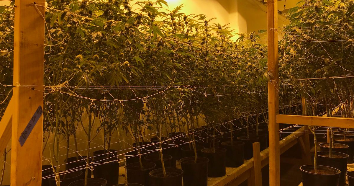 California police bust multimillion-dollar weed ‘fortress’ | The ...