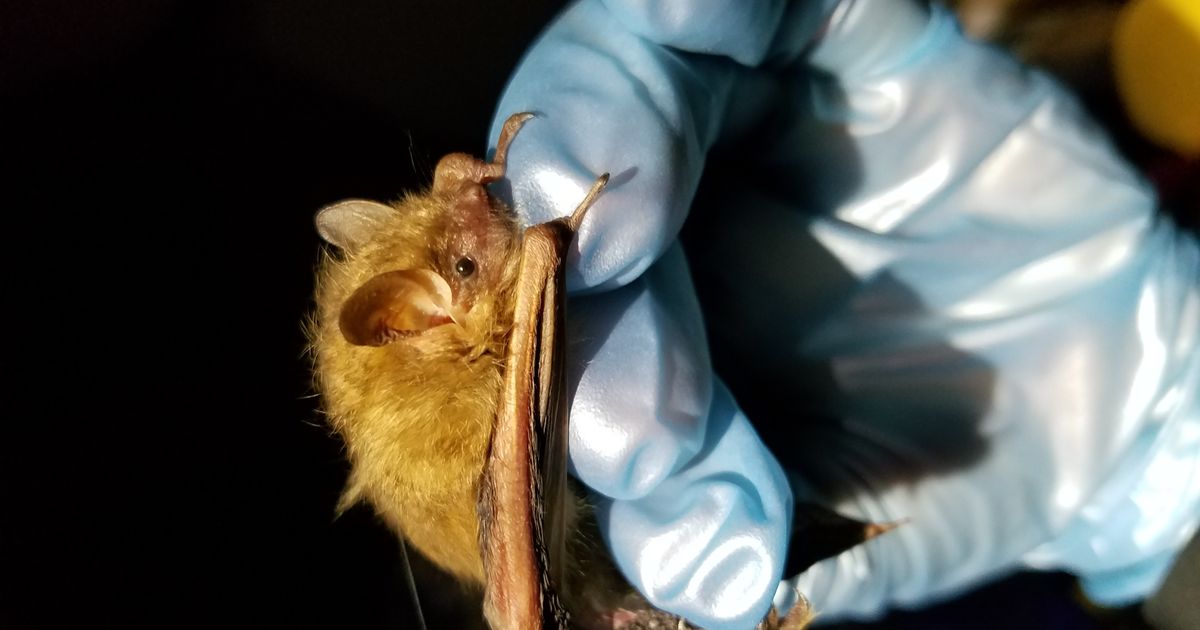Wisconsin scientists track tiny bat with small transmitter | The ...