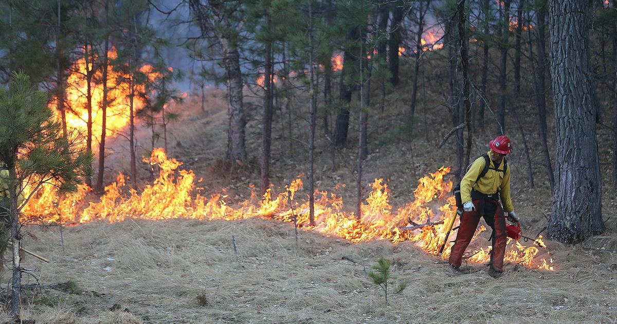 Wildfire grows in Custer State Park in South Dakota | The Seattle Times