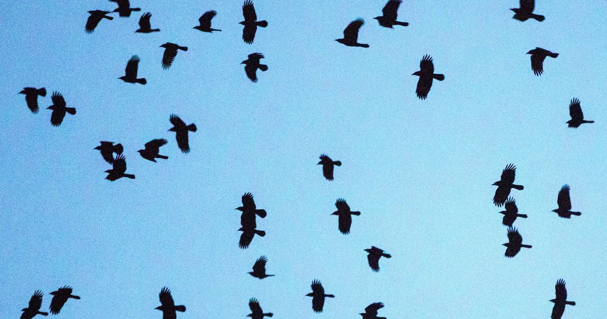 What’s with all the cawing? UW team eavesdrops on crows | The Seattle Times