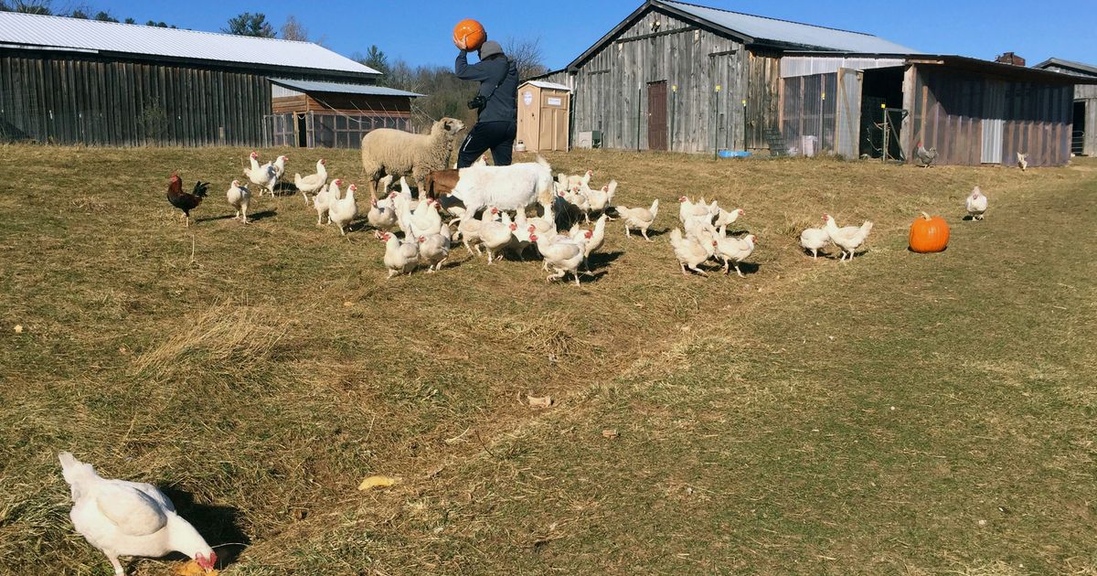 Sanctuary for neglected and abused farm animals to move | The Seattle Times