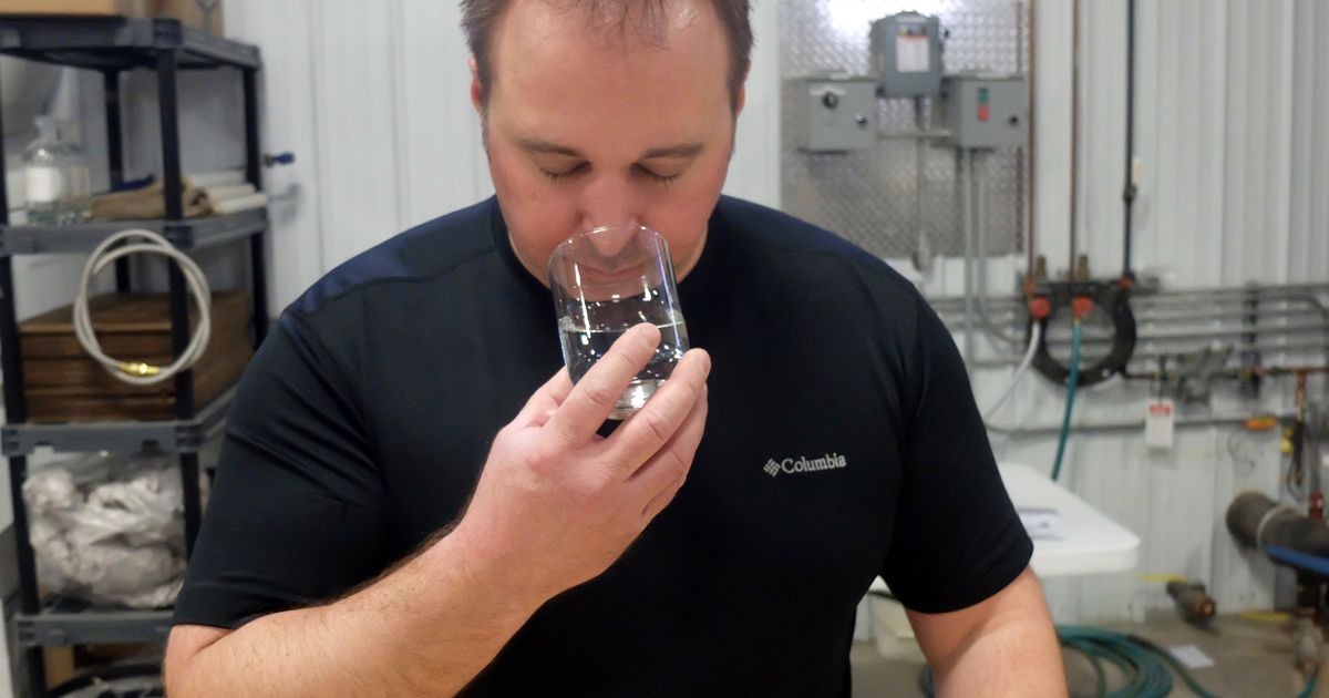 Minnesota distillery studying rye varieties for whiskey | The Seattle Times