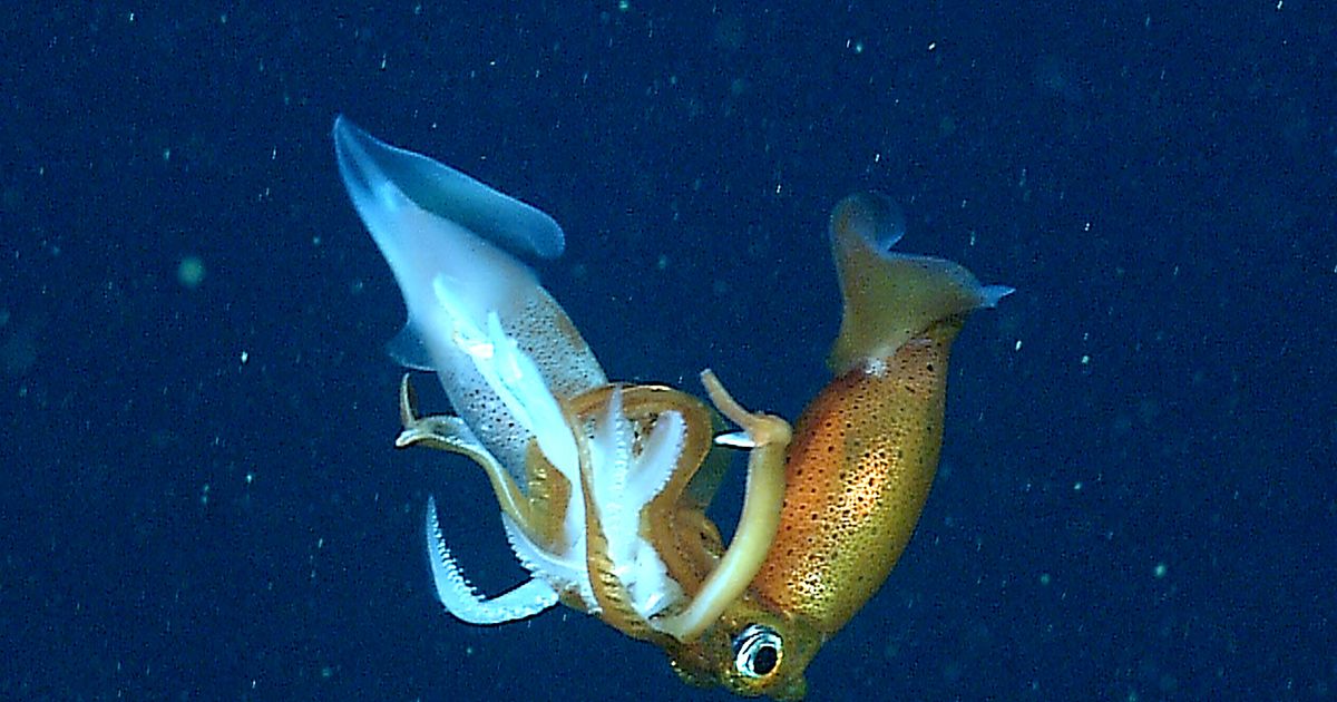 What eats what: a Landlubber’s guide to deep sea dining | The Seattle Times