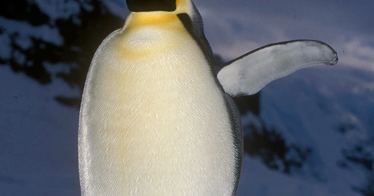 Emperor penguins: Good dads, but less dedicated than you may have ...
