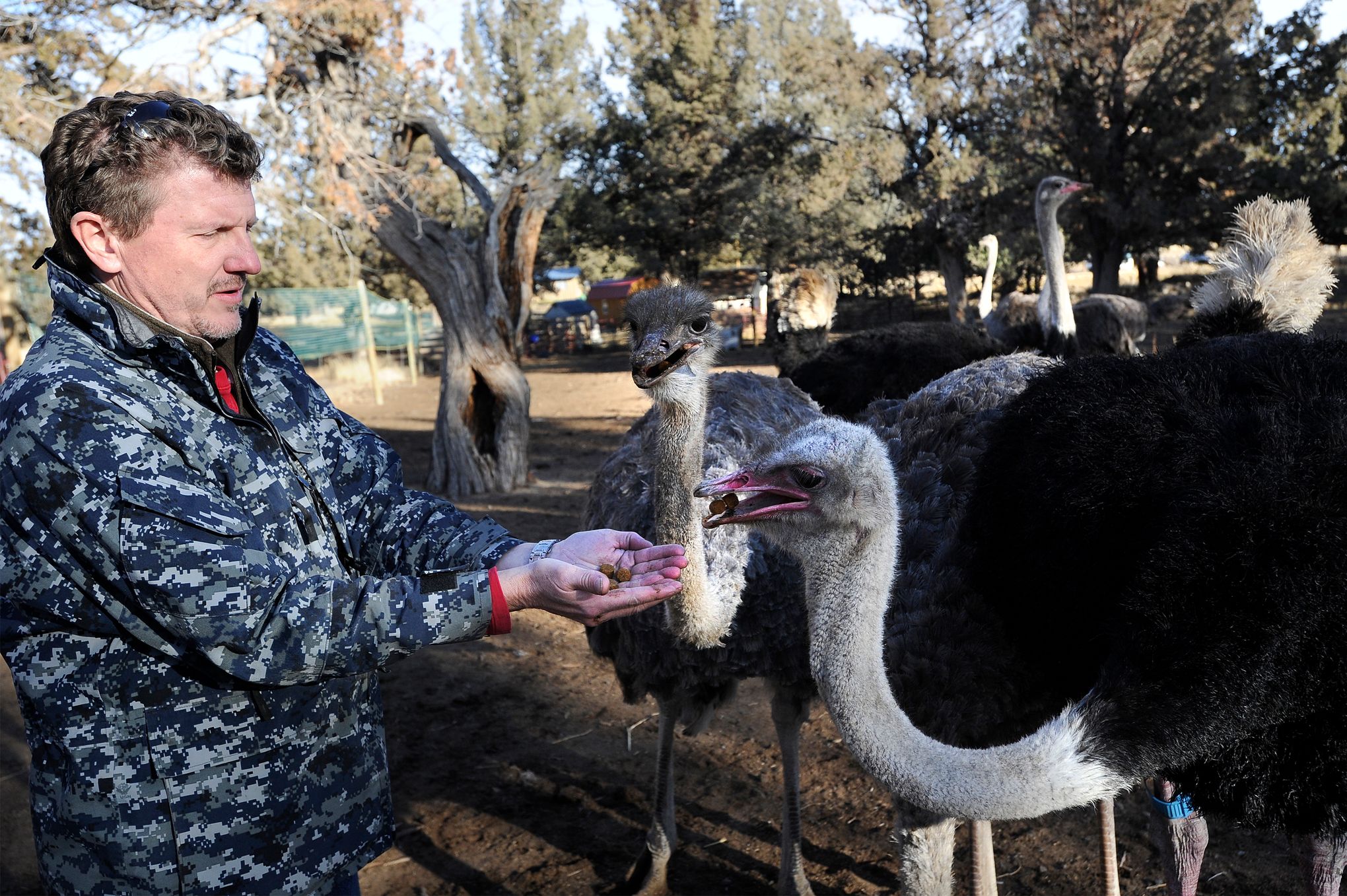 Ostrich Farm