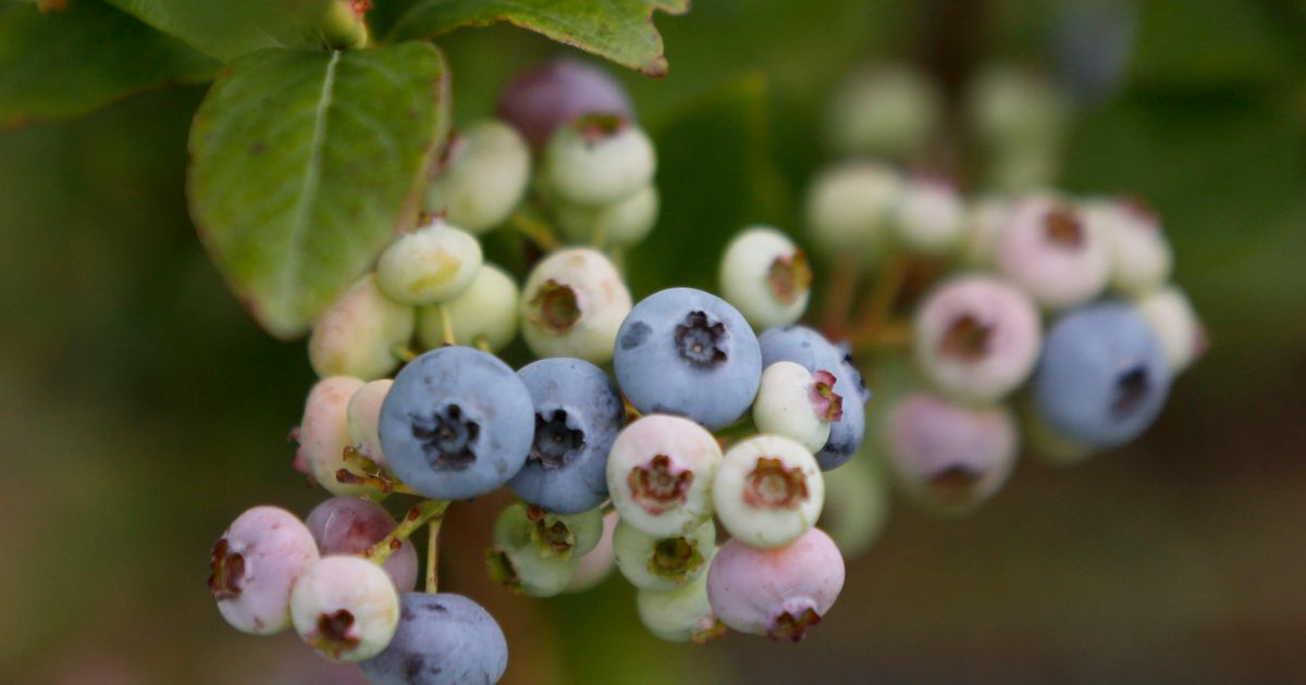 Minnesota fruit farm has a variety of unique berries | The Seattle Times