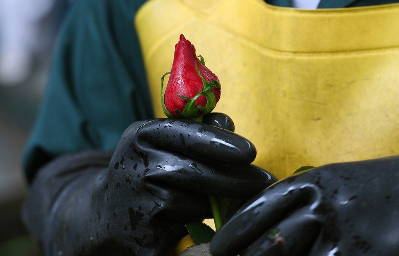 Valentine’s Day in U.S. smells like money for Colombia’s rose industry ...
