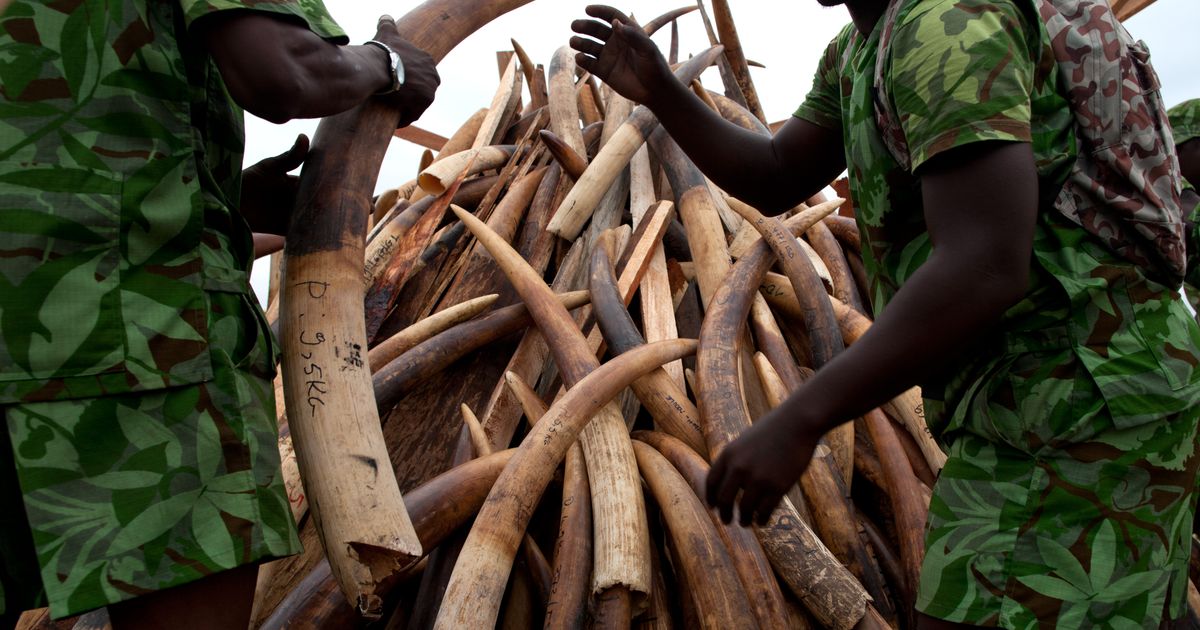 A poaching scene is a crime scene | The Seattle Times