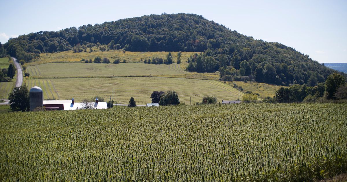 Centuries old, hemp grows in popularity for home building | The Seattle ...