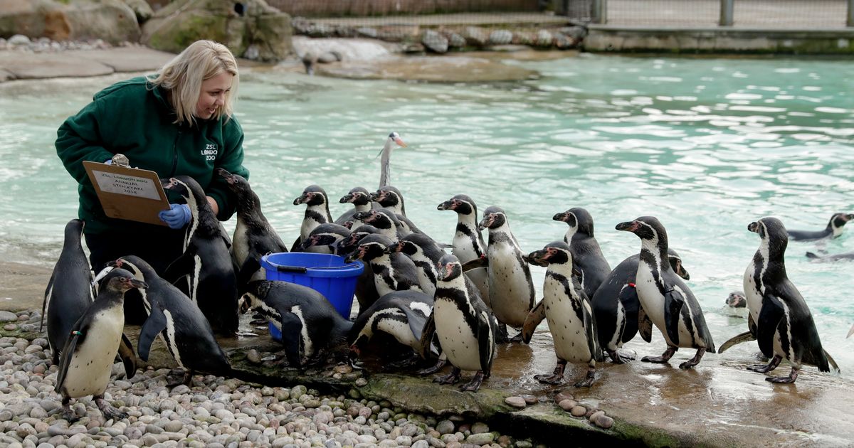 From anteaters to zebras: London Zoo counts its creatures | The Seattle ...