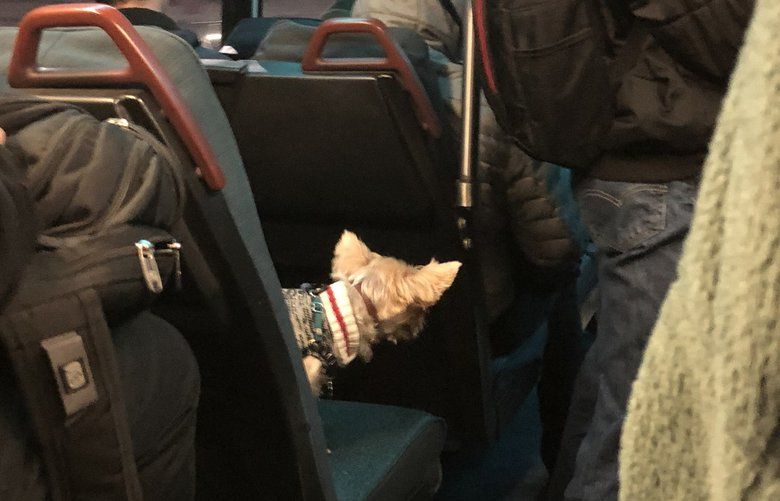 Can your dog take a seat on a King County Metro bus? Yes, but here are ...