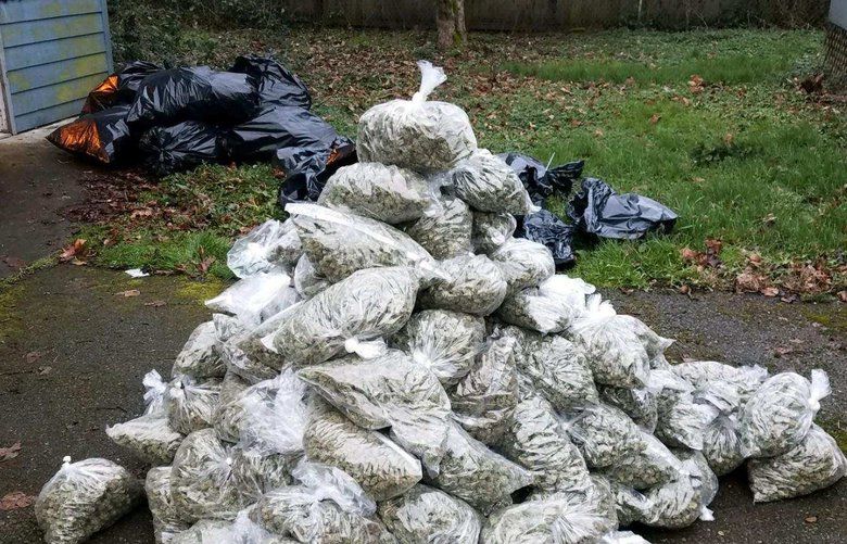 $10 million in marijuana seized in illegal-grow bust in King County ...