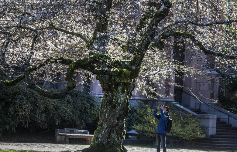 UW cherry trees expected to reach peak bloom this weekend. Go check ...