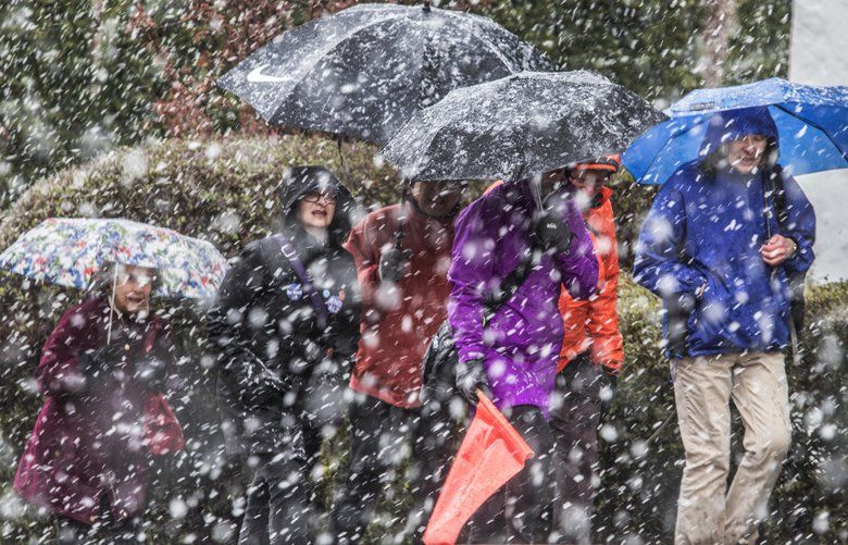 A flurry of snow hits Seattle | The Seattle Times