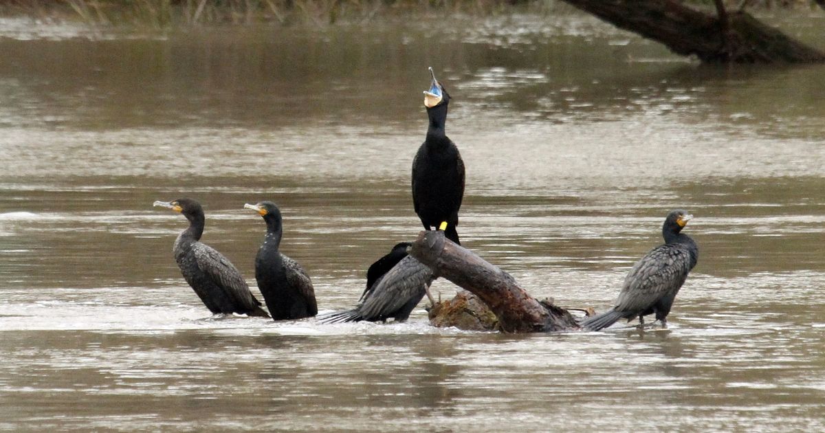 Corps wants to take 500 cormorant eggs to support salmon | The Seattle ...