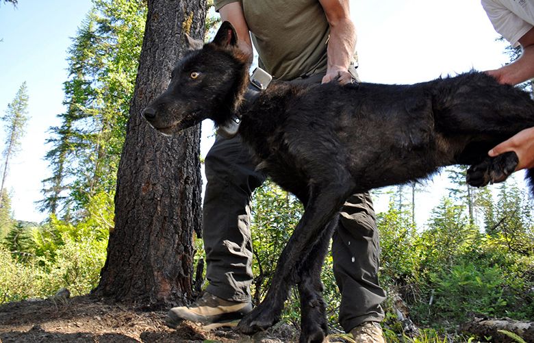 State’s wolf-population growth slows, worrying advocates | The Seattle ...