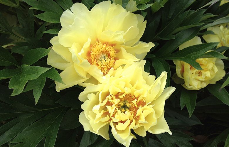 Good thing Itoh peonies are growing more affordable, because you’re ...