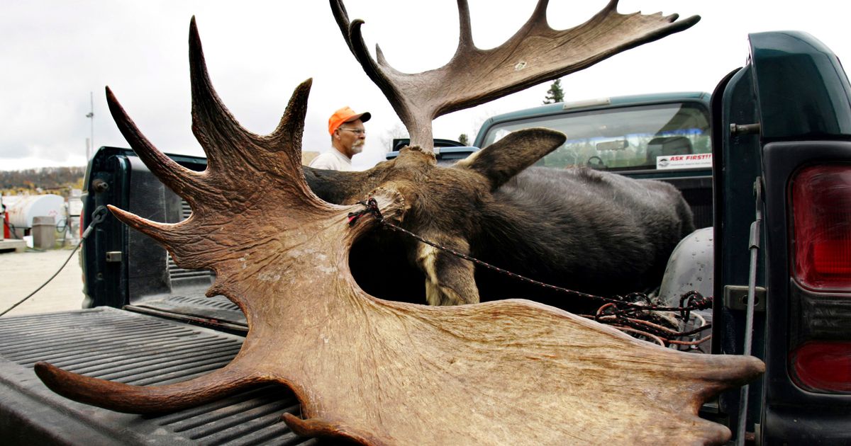 A glimmer of hope for health of moose in northern US | The Seattle Times