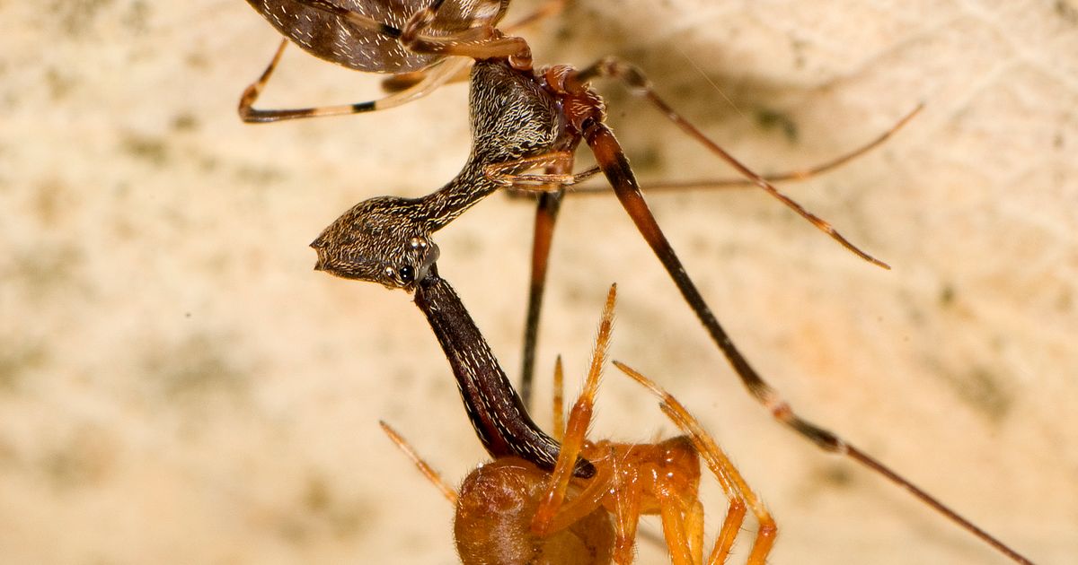 Pelican spiders are other spiders hunters | The Seattle Times