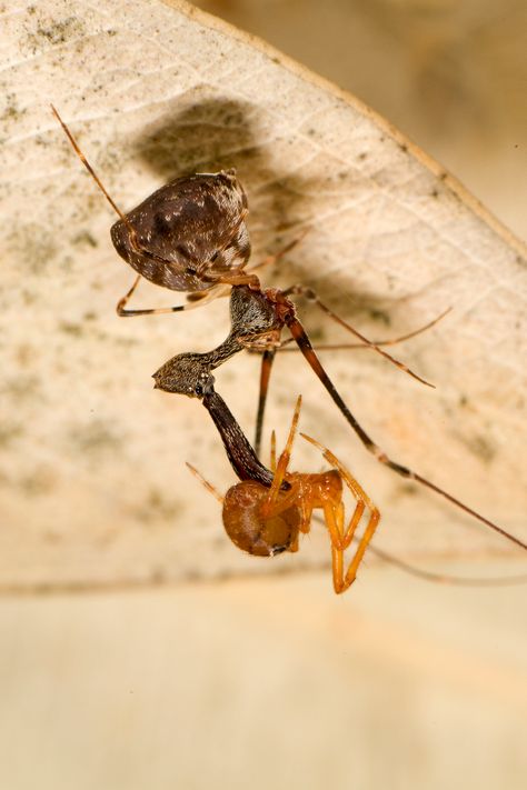 Pelican spiders are other spiders hunters | The Seattle Times