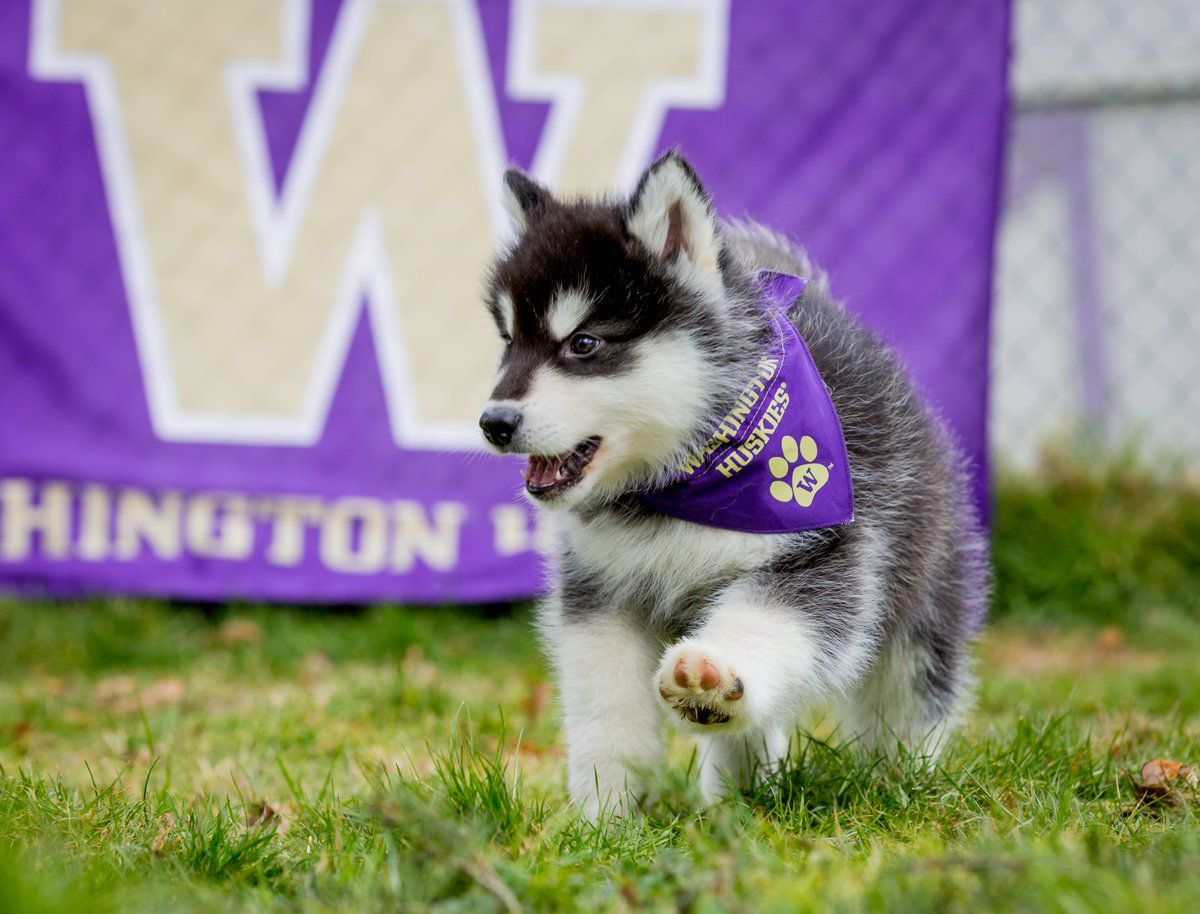 Who wins in a fight, a husky or a wolverine? : r/CFB