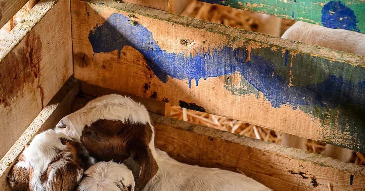 Thriving Utah goat farm provides halal meat for refugees | The Seattle ...