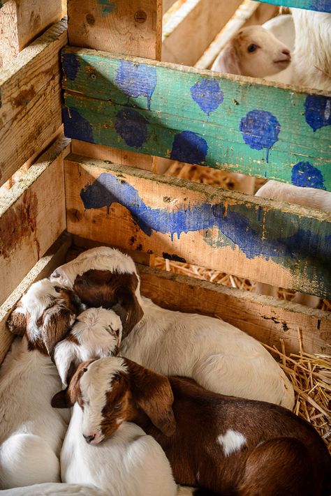 Thriving Utah goat farm provides halal meat for refugees | The Seattle ...