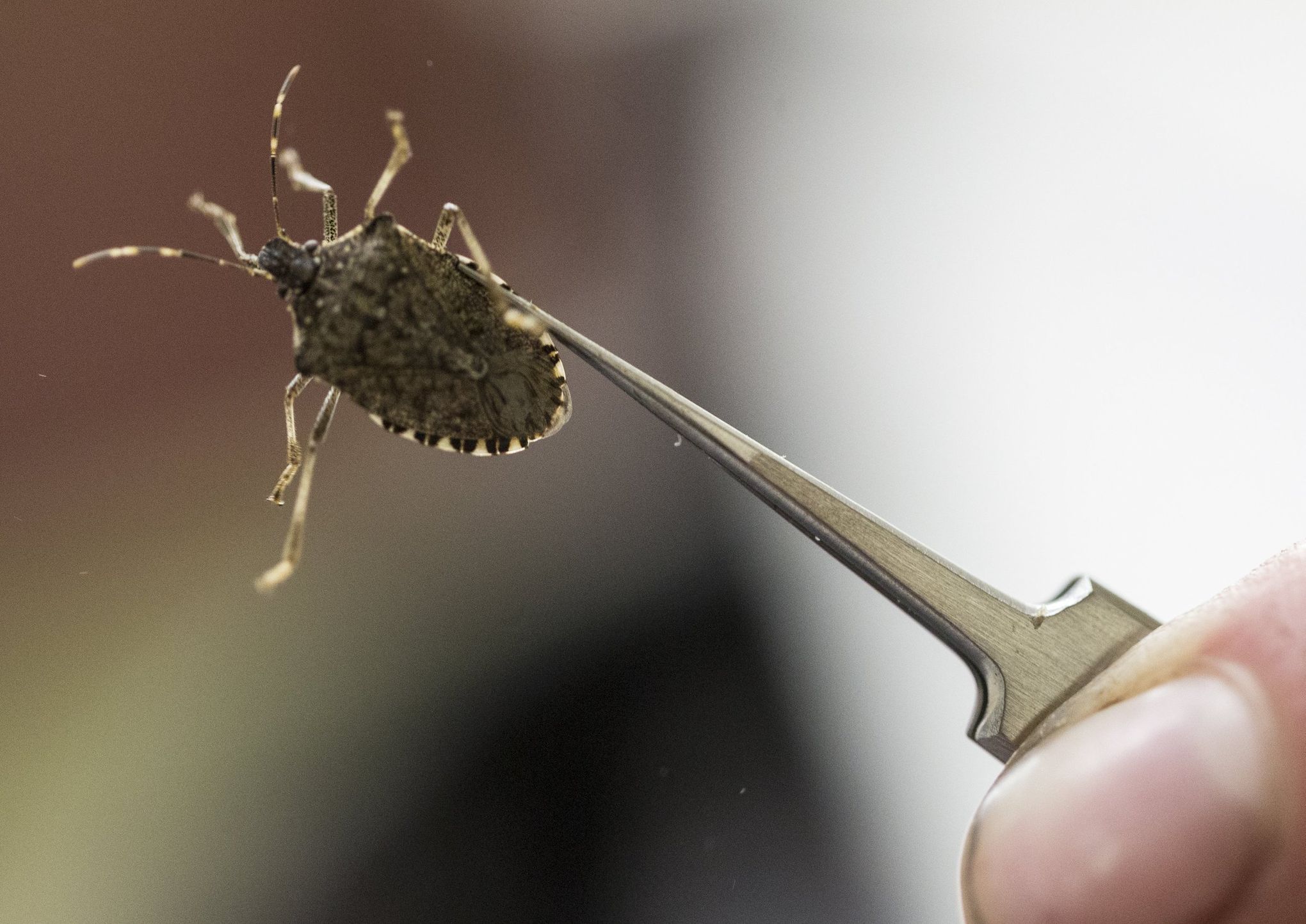 Stink Bugs Everything You Need To Know Wallenius Wilhelmsen