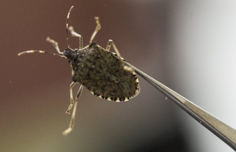 WSU: Destructive stink bugs infesting King, Pierce and Thurston ...