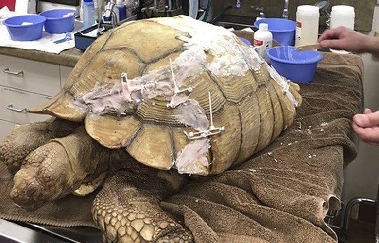 Screws, zip ties, denture material fix up tortoise with cracked shell ...