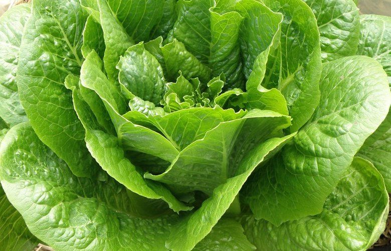 Restaurants calm customers, say their romaine is safe | The Seattle Times