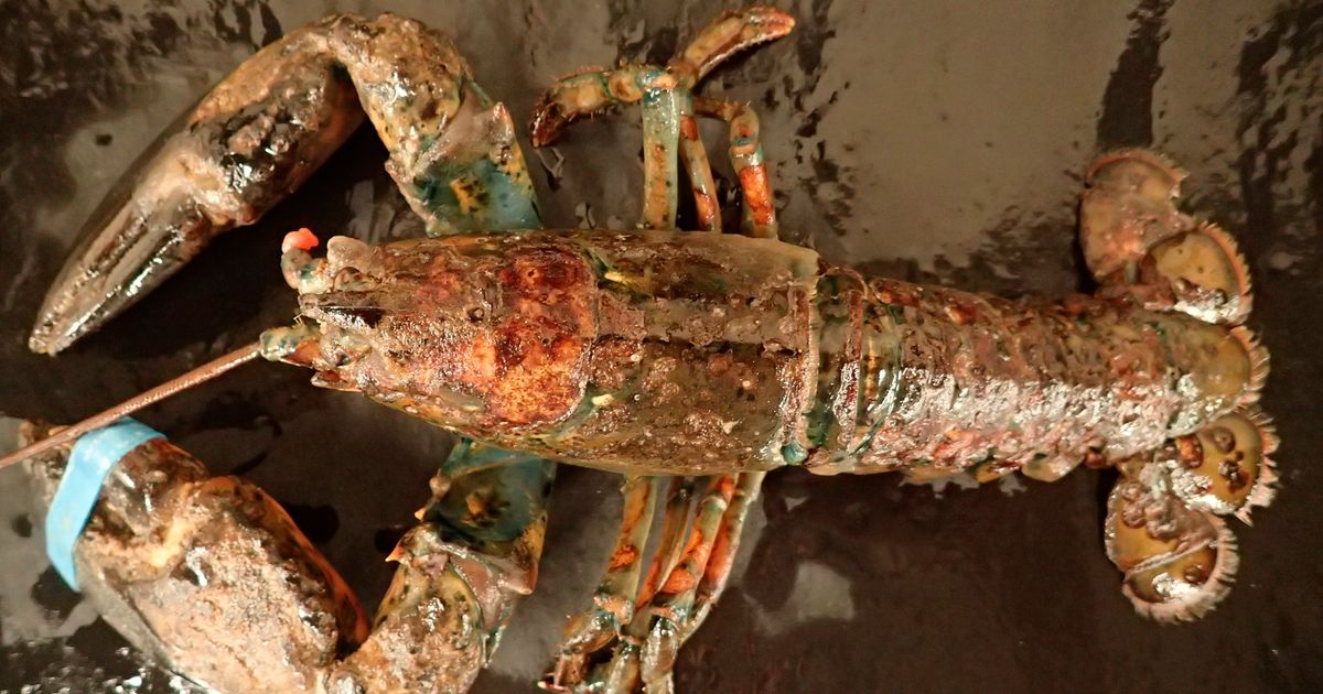 Lobster shell disease nudges up slightly off of Maine | The Seattle Times