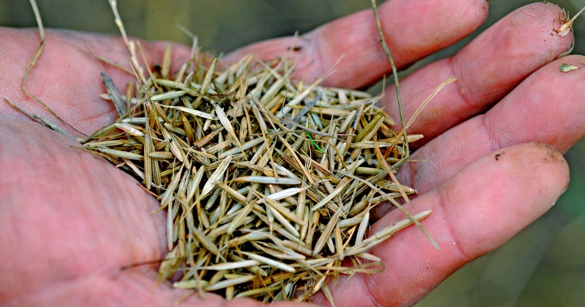 Senate votes to nullify Minnesota wild rice water standard | The ...